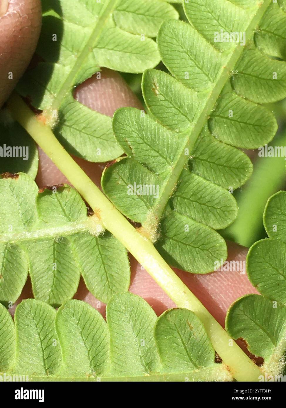 cinnamon fern (Osmundastrum cinnamomeum Stock Photo - Alamy