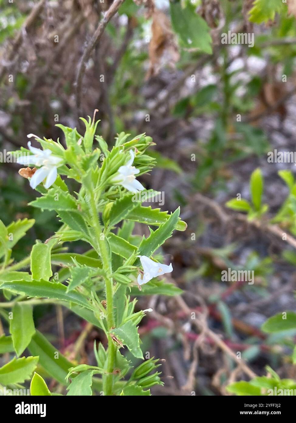 Capraria biflora hi-res stock photography and images - Alamy