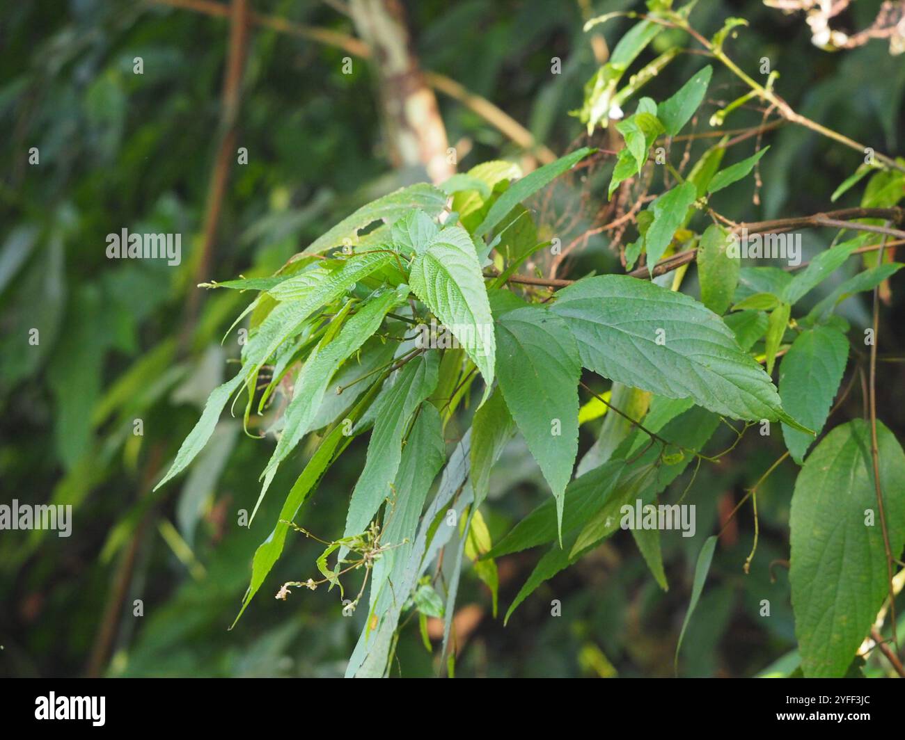 (Boehmeria zollingeriana podocarpa Stock Photo - Alamy