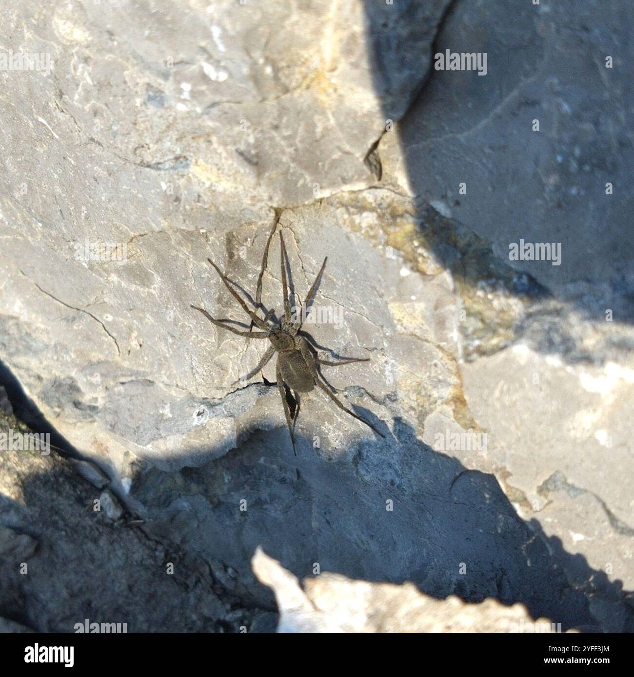 Stone Spider (Pardosa lapidicina Stock Photo - Alamy