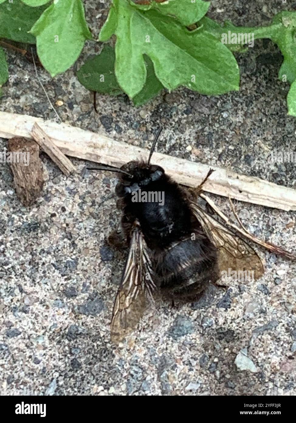 Common Digger Bees (Anthophora Stock Photo - Alamy