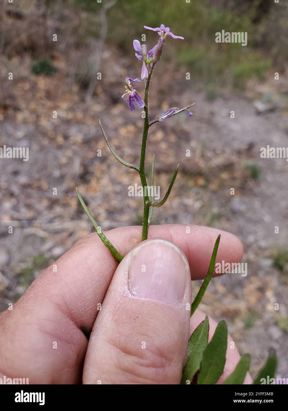 crossflower (Chorispora tenella Stock Photo - Alamy