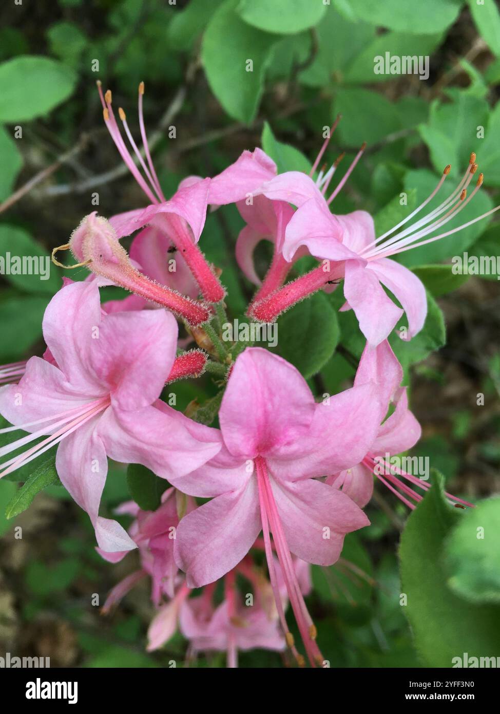 early azalea (Rhododendron prinophyllum Stock Photo - Alamy