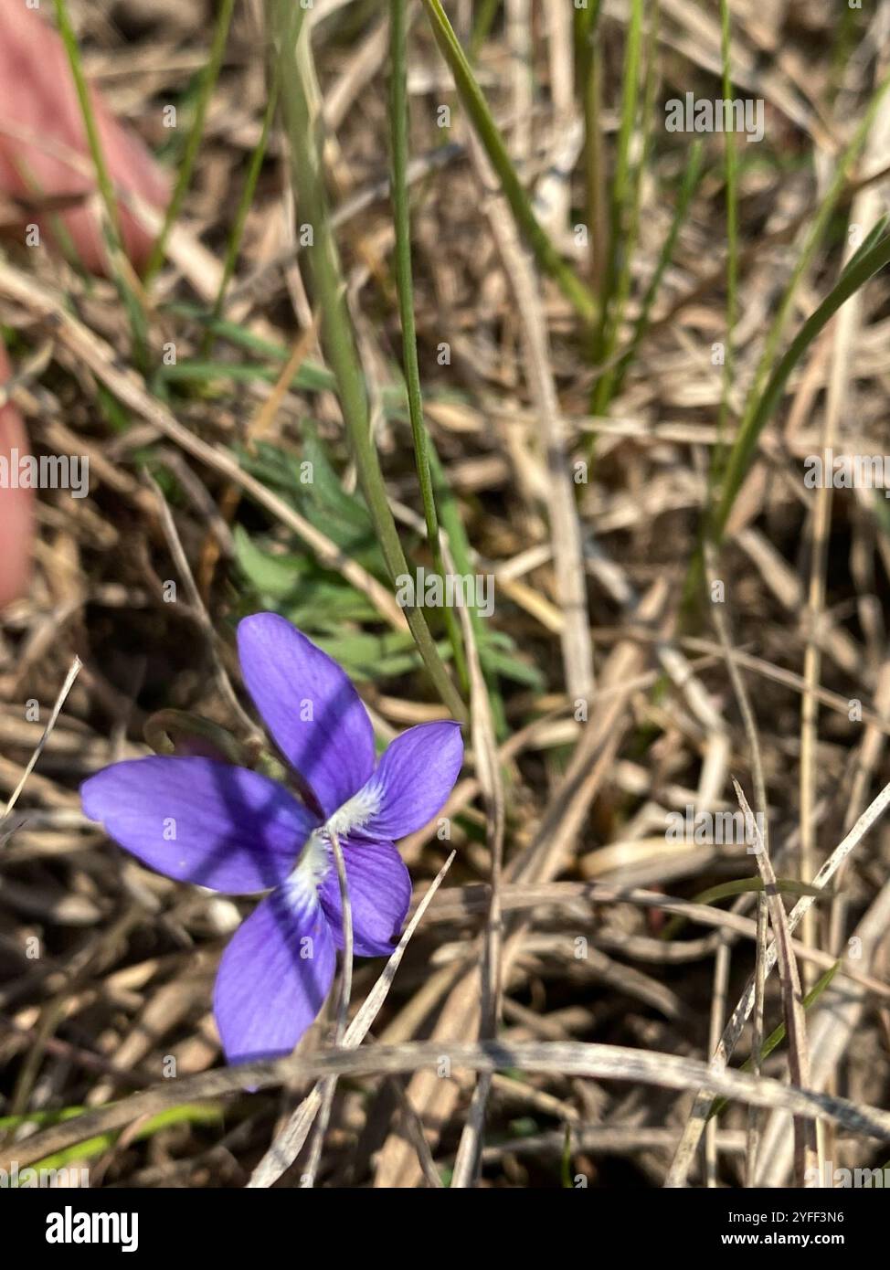 Prairie Violet (Viola pedatifida Stock Photo - Alamy