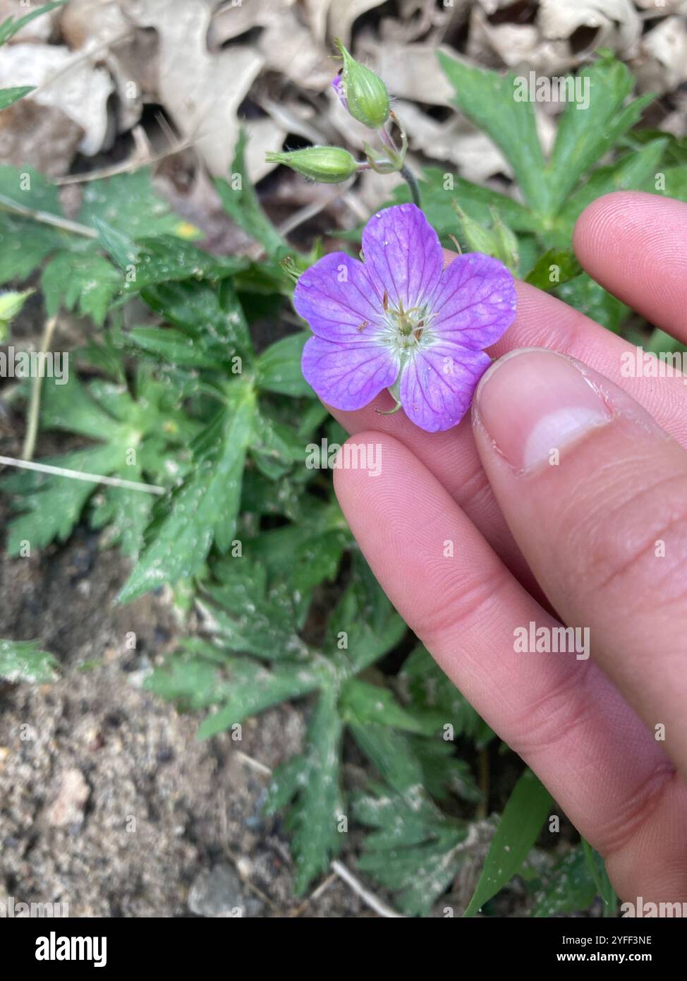 wild geranium (Geranium maculatum Stock Photo - Alamy