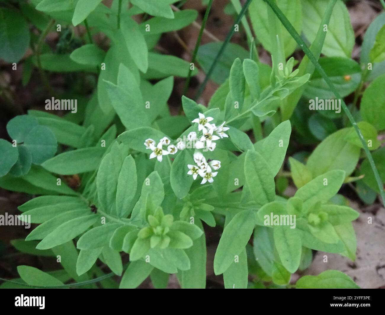 bastard toadflax (Comandra umbellata Stock Photo - Alamy