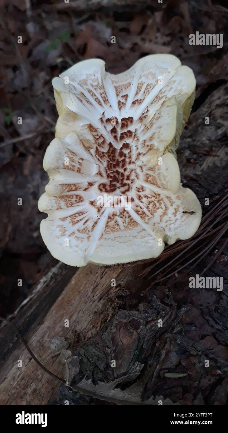 Trainwrecker (Neolentinus lepideus Stock Photo - Alamy