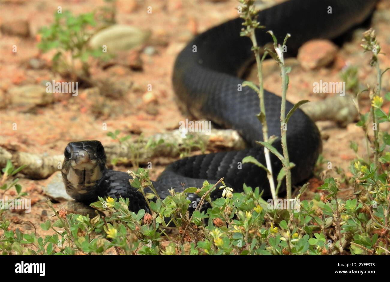 Northern Black Racer (Coluber constrictor constrictor Stock Photo - Alamy