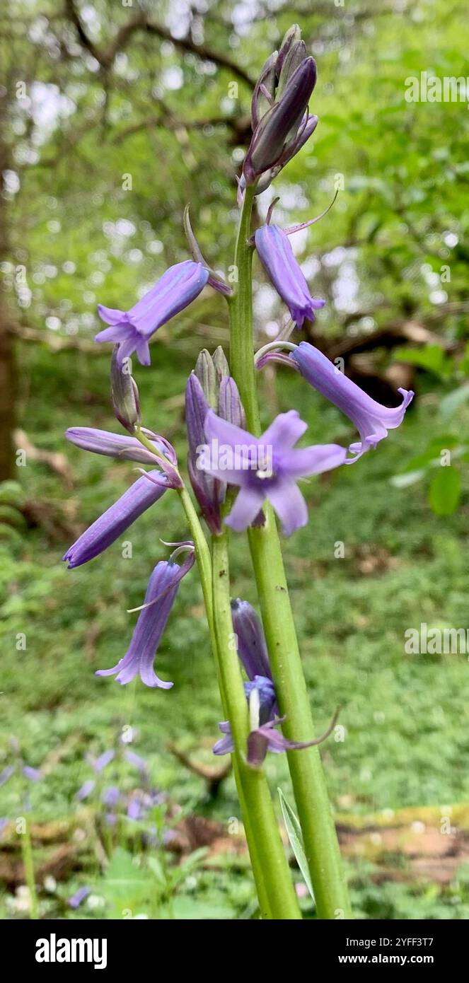 Spanish Bluebell (Hyacinthoides hispanica Stock Photo - Alamy