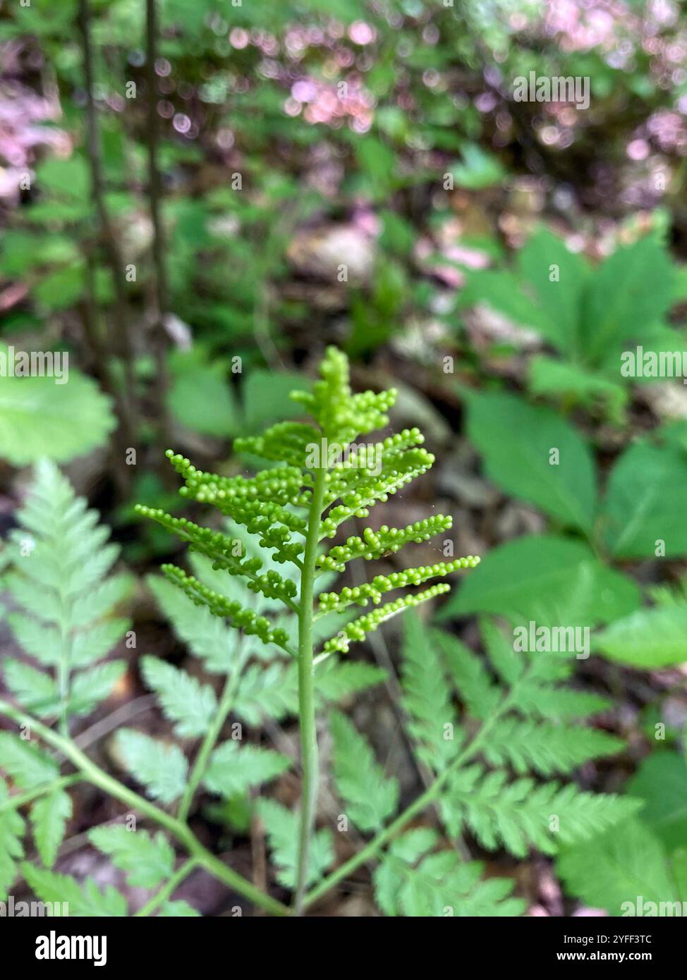 rattlesnake fern (Botrypus virginianus Stock Photo - Alamy