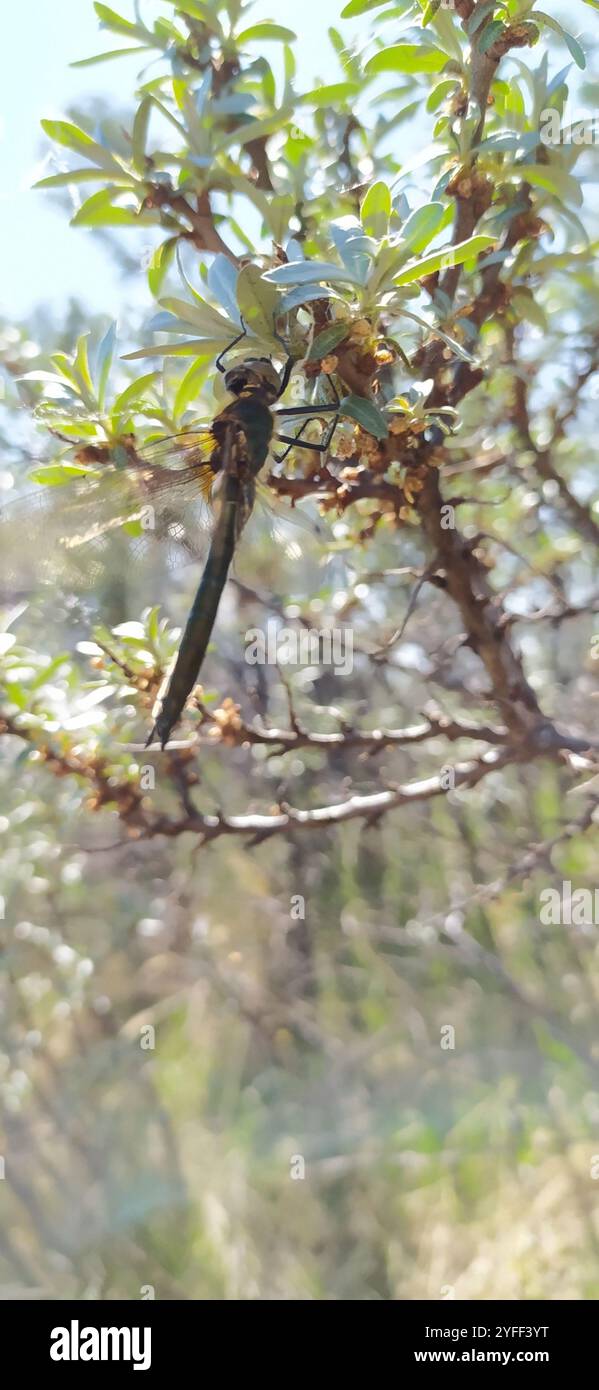 Downy Emerald (Cordulia aenea Stock Photo - Alamy