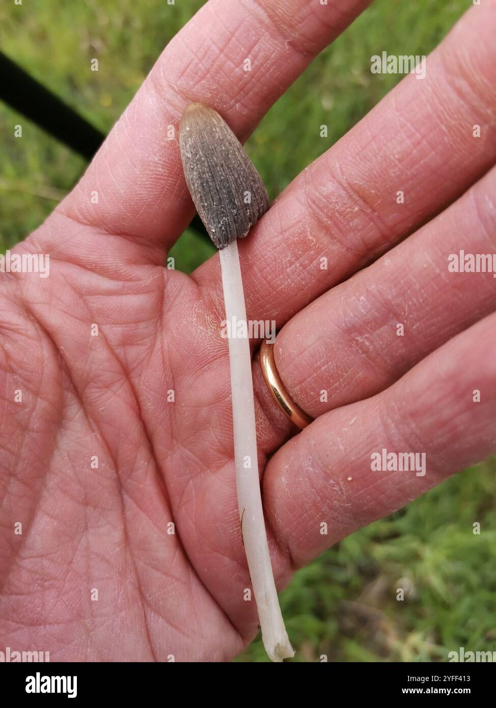 Common Ink Cap (Coprinopsis atramentaria Stock Photo - Alamy