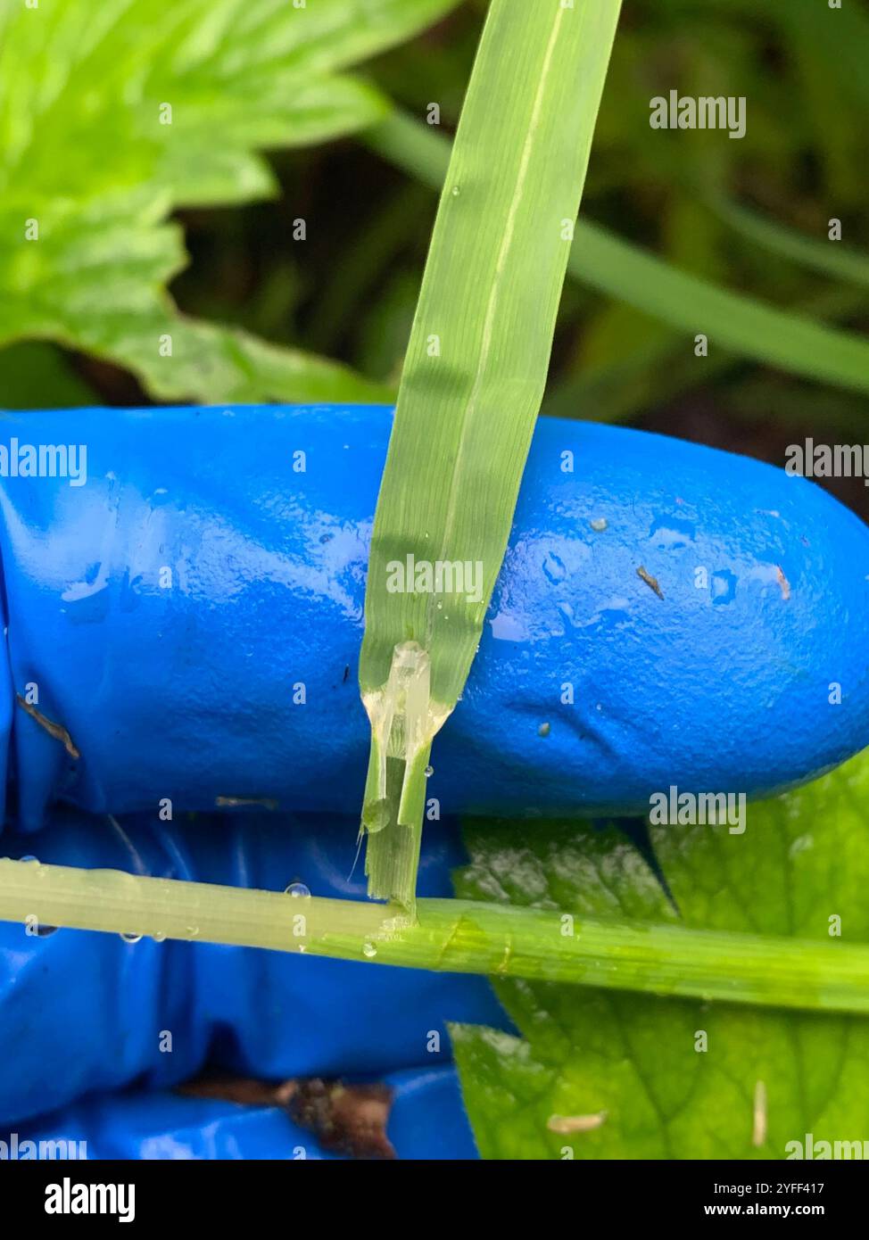 nodding semaphore grass (Pleuropogon refractus Stock Photo - Alamy
