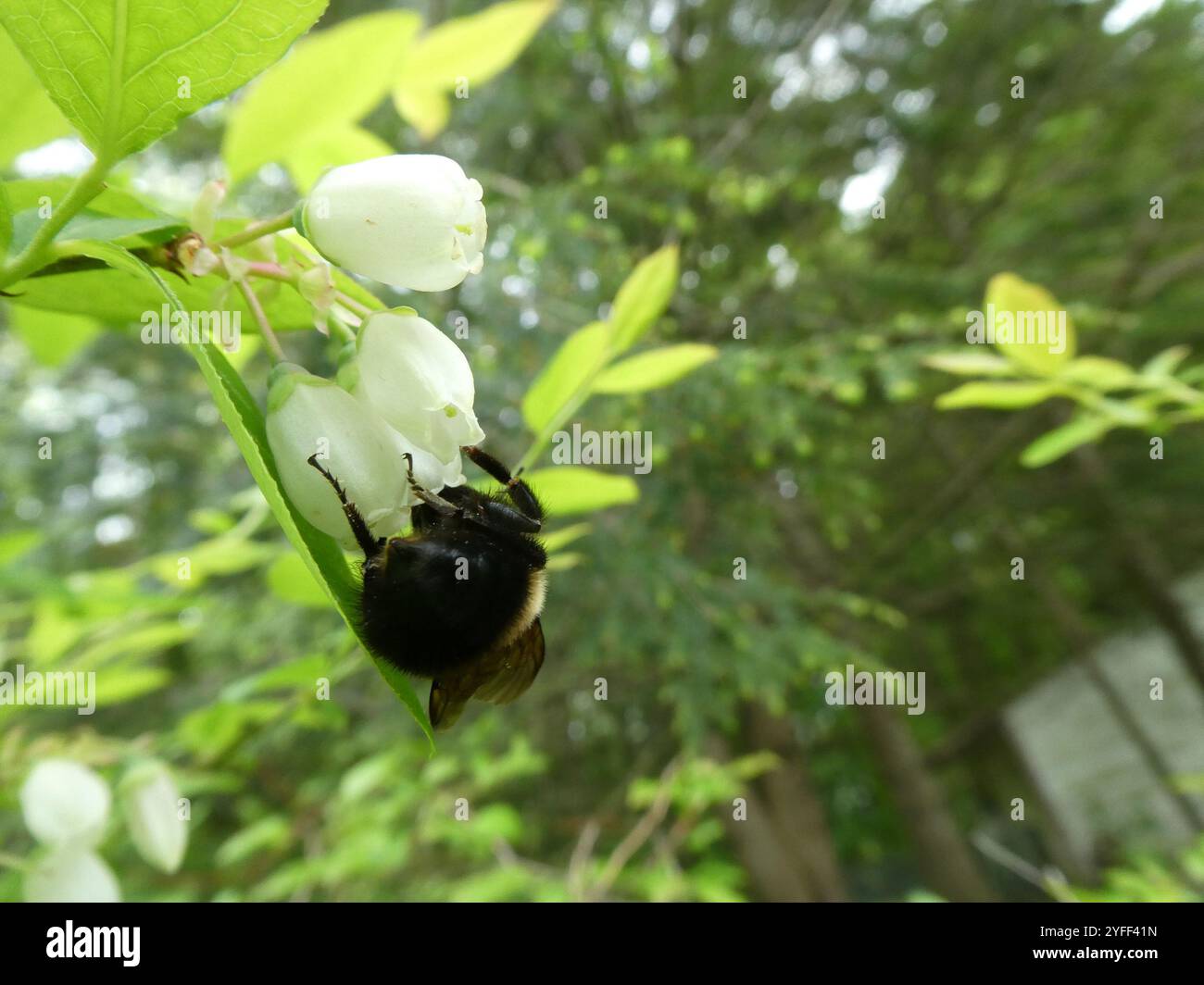 Perplexing Bumble Bee (Bombus perplexus Stock Photo - Alamy