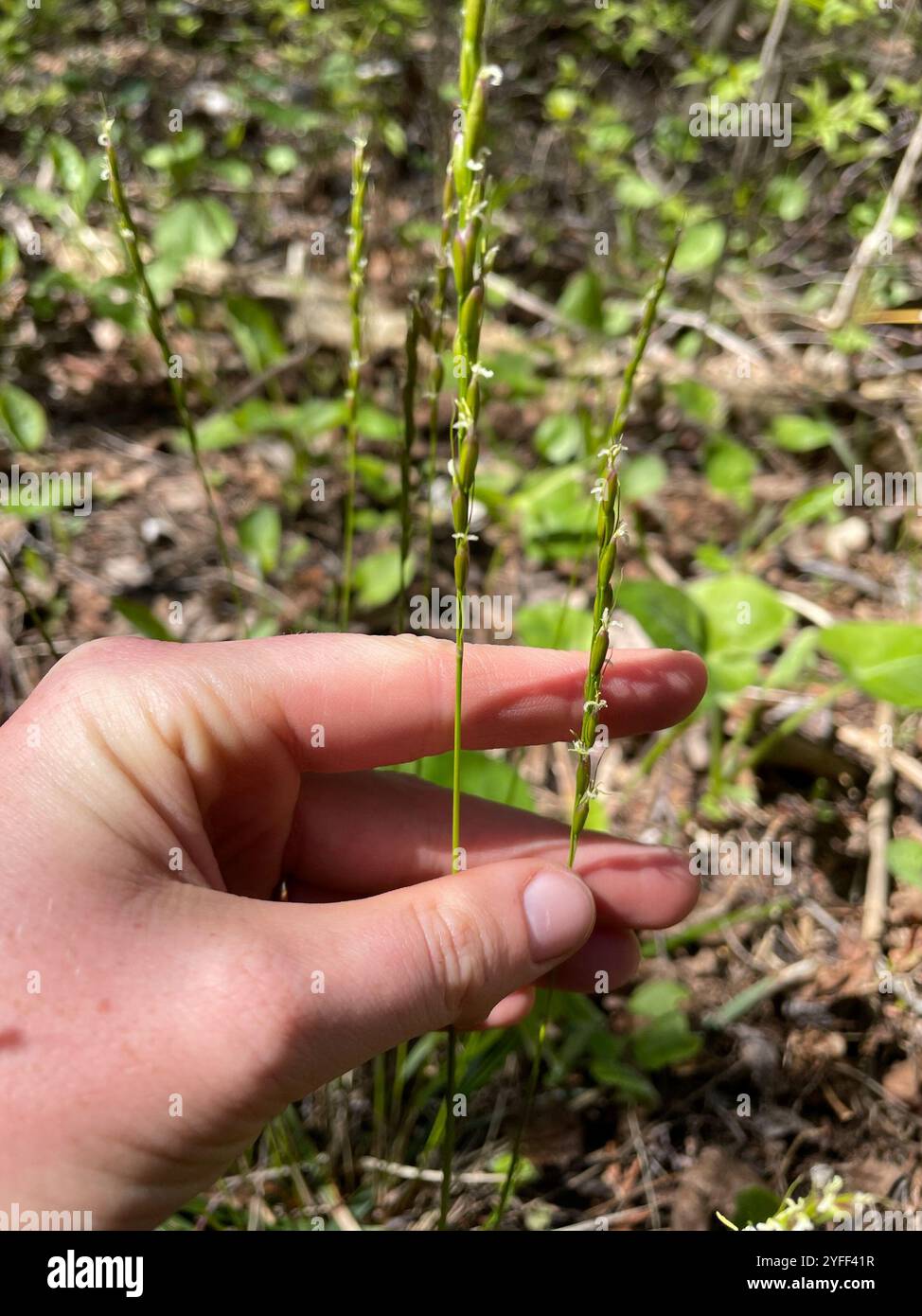 White-grained Mountain-ricegrass (Oryzopsis asperifolia Stock Photo - Alamy
