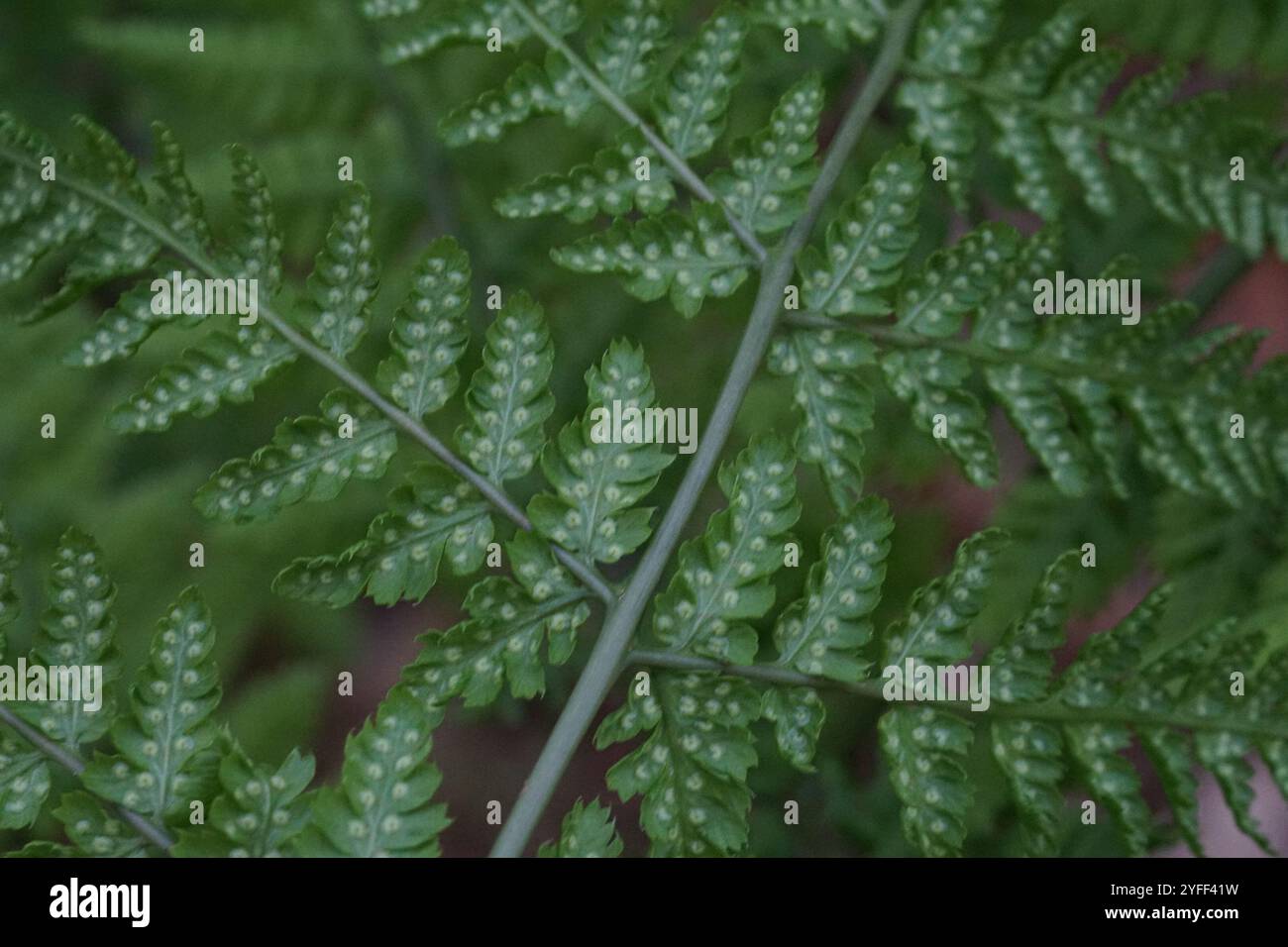 broad buckler-fern (Dryopteris dilatata Stock Photo - Alamy
