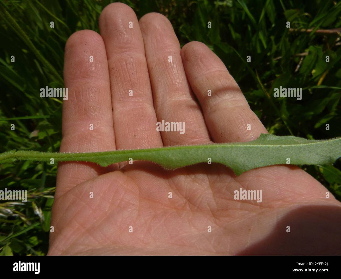 Common Hawkbit (Leontodon hispidus hispidus Stock Photo - Alamy