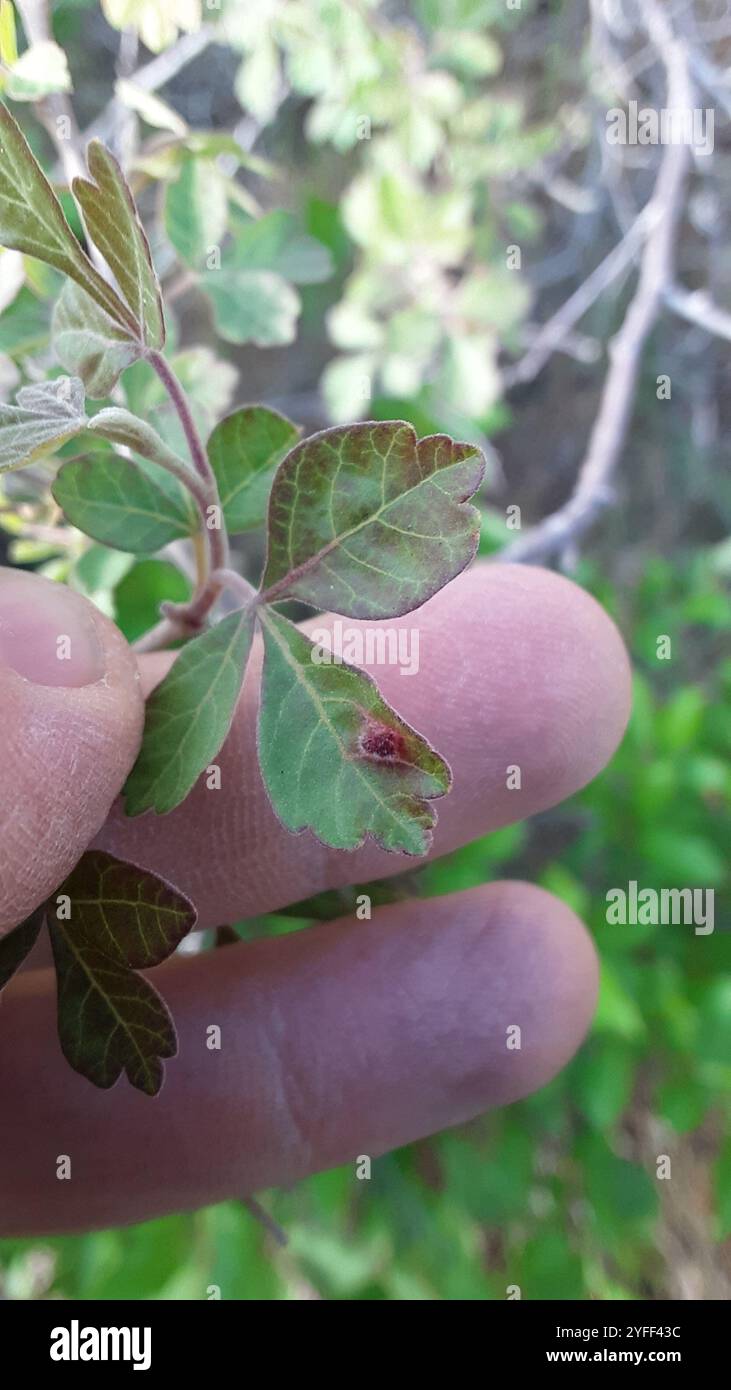 Poison Ivy Leaf Mite (Aculops rhois Stock Photo - Alamy