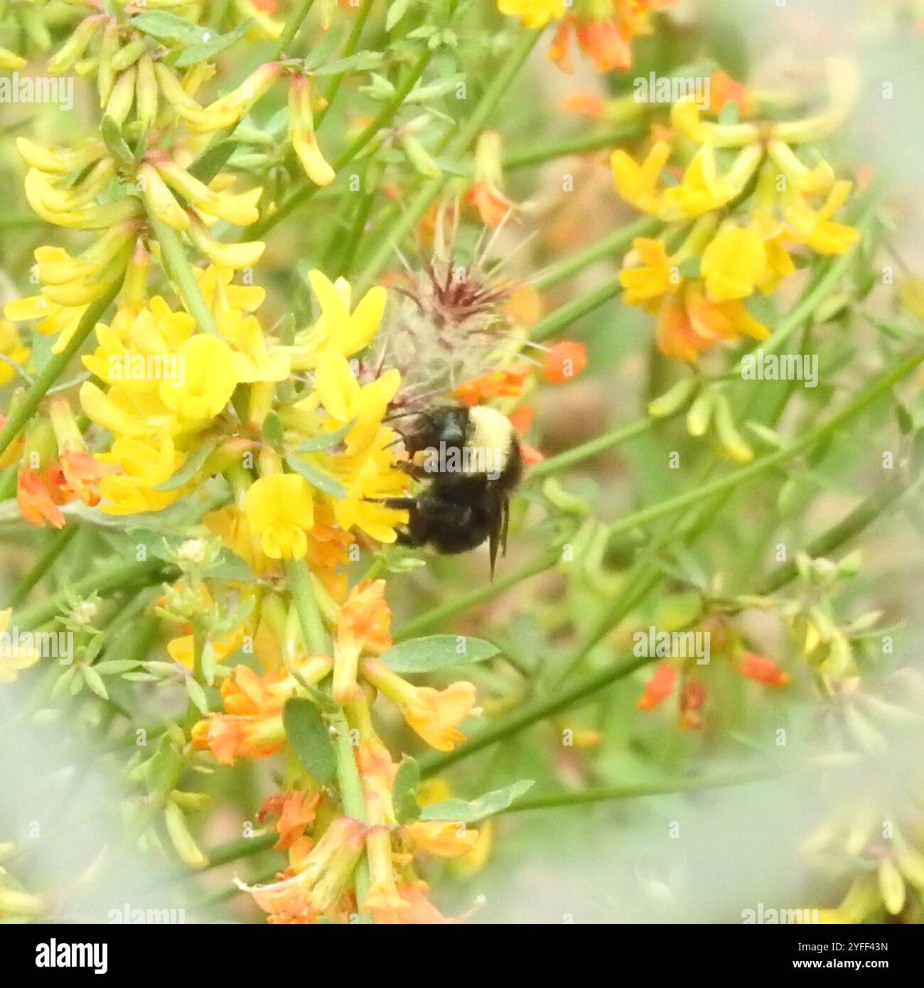 California Bumble Bee (Bombus californicus Stock Photo - Alamy
