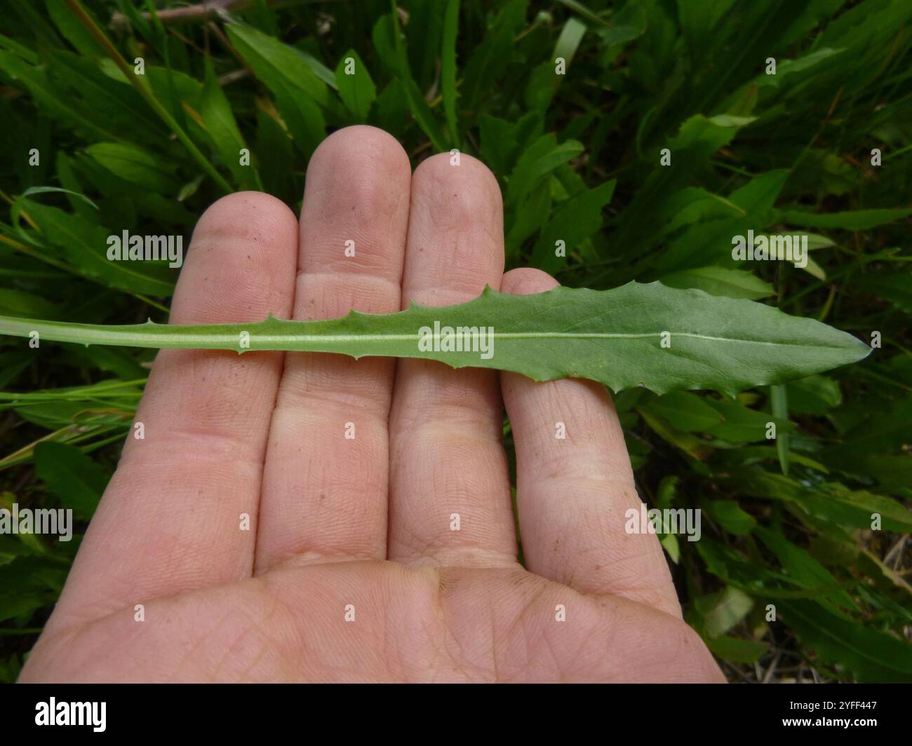 Common Hawkbit (Leontodon hispidus hispidus Stock Photo - Alamy