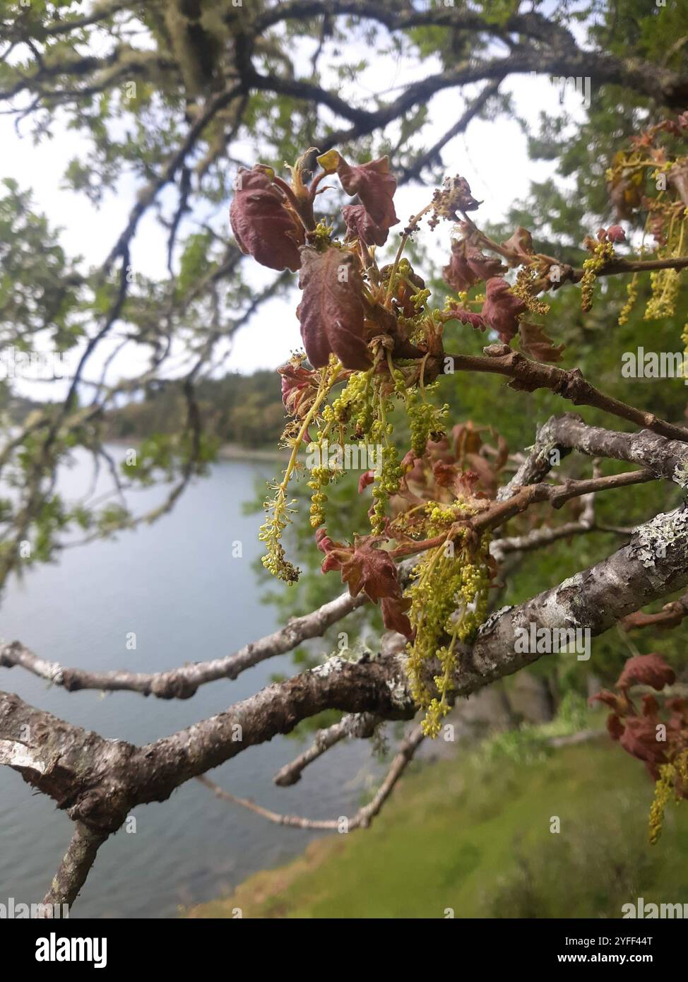 Oregon oak (Quercus garryana Stock Photo - Alamy