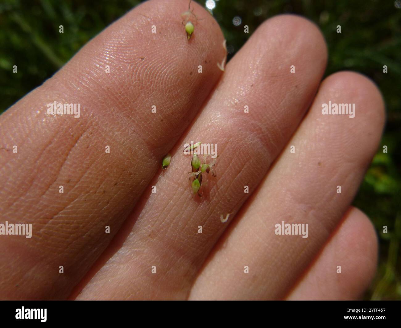 Slender tufted sedge hi-res stock photography and images - Alamy