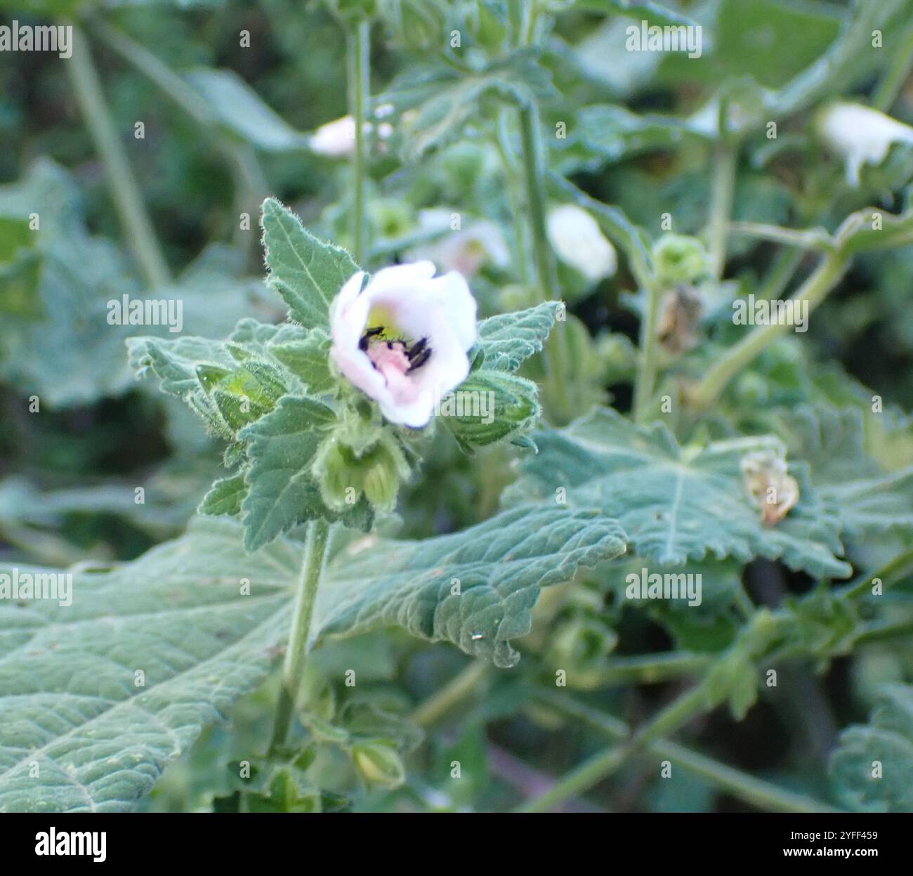 Pink swampmallow hi-res stock photography and images - Alamy