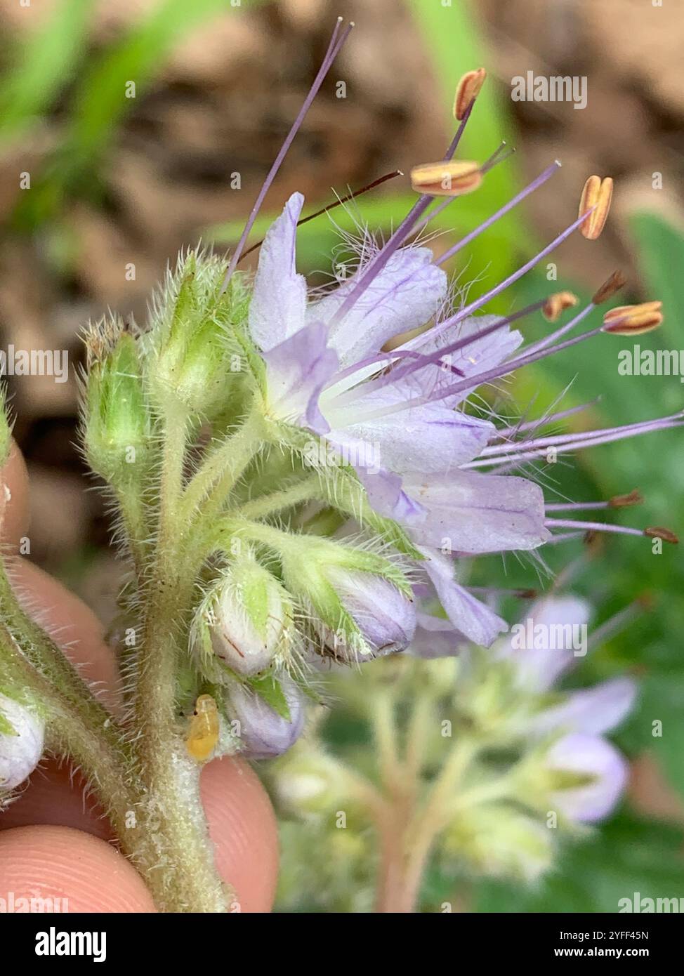 western waterleaf (Hydrophyllum occidentale Stock Photo - Alamy