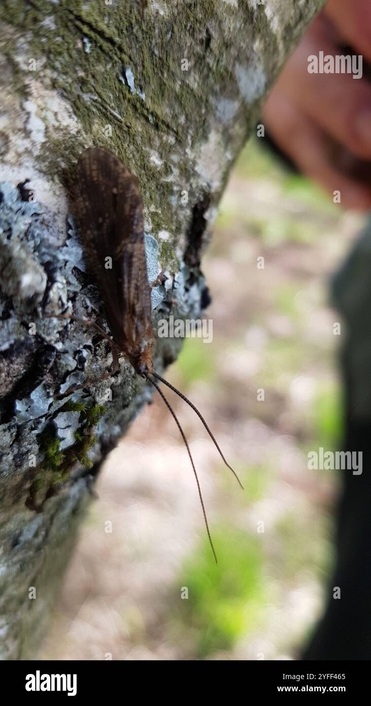 Giant Casemaker Caddisflies (Phryganeidae Stock Photo - Alamy