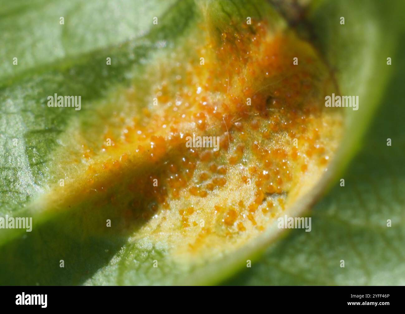 Crown Rust (Puccinia coronata Stock Photo - Alamy
