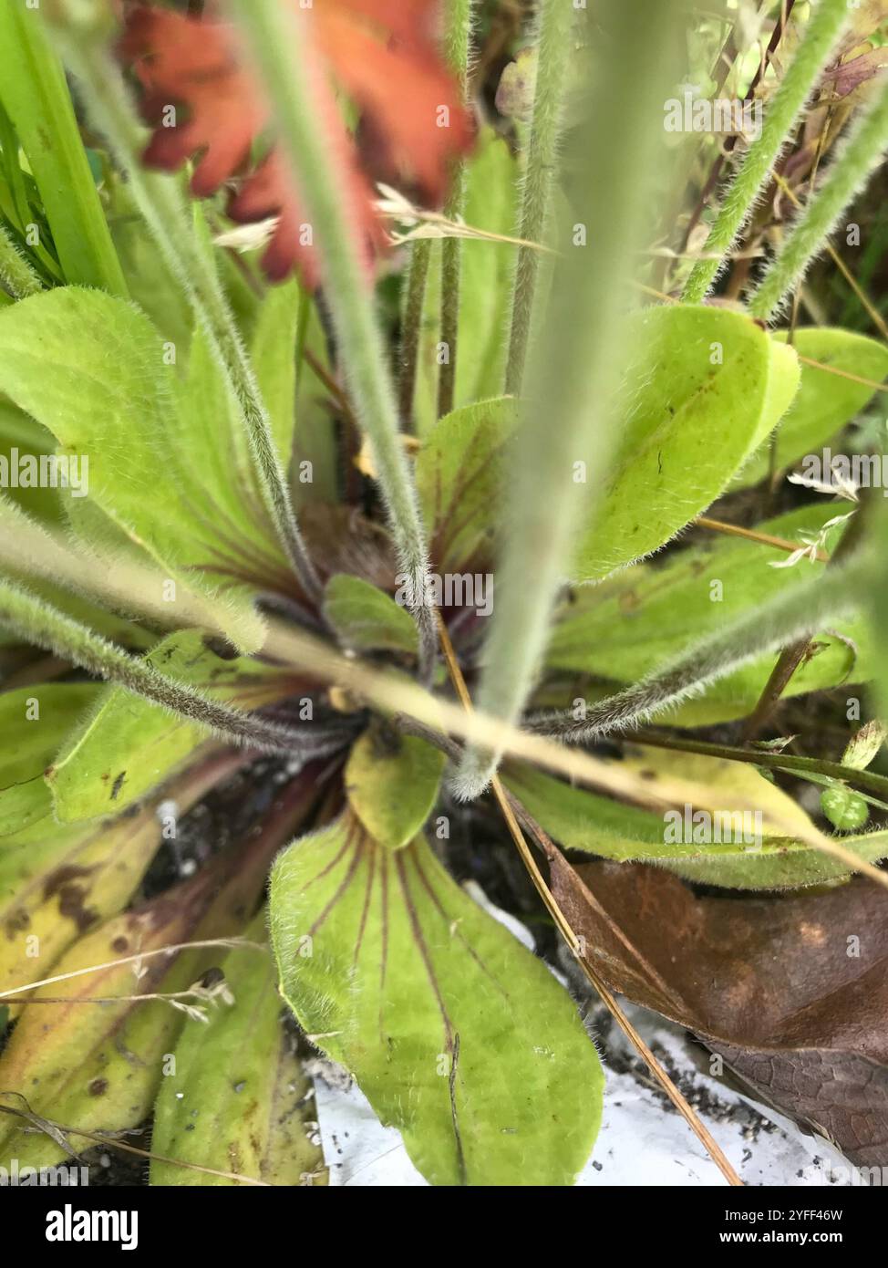 dwarf plantain (Plantago virginica Stock Photo - Alamy
