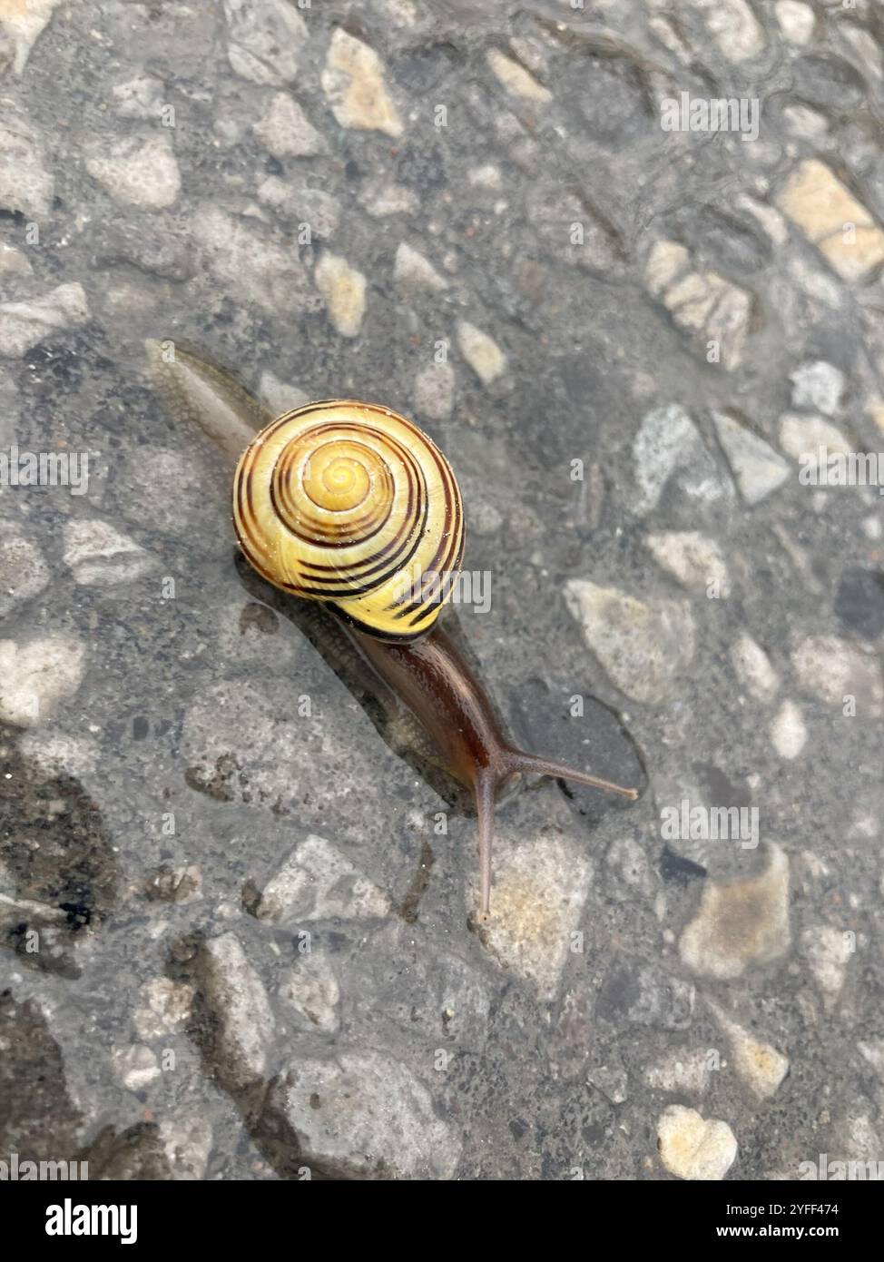 Brown-lipped Snail (Cepaea nemoralis Stock Photo - Alamy