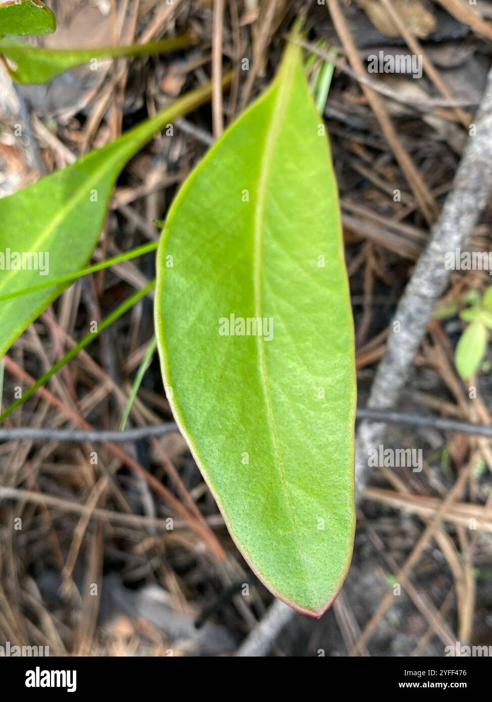 Coastal Plain Tickseed (Coreopsis gladiata Stock Photo - Alamy