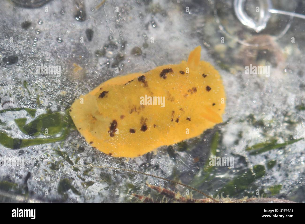 Montereyensis hi-res stock photography and images - Alamy