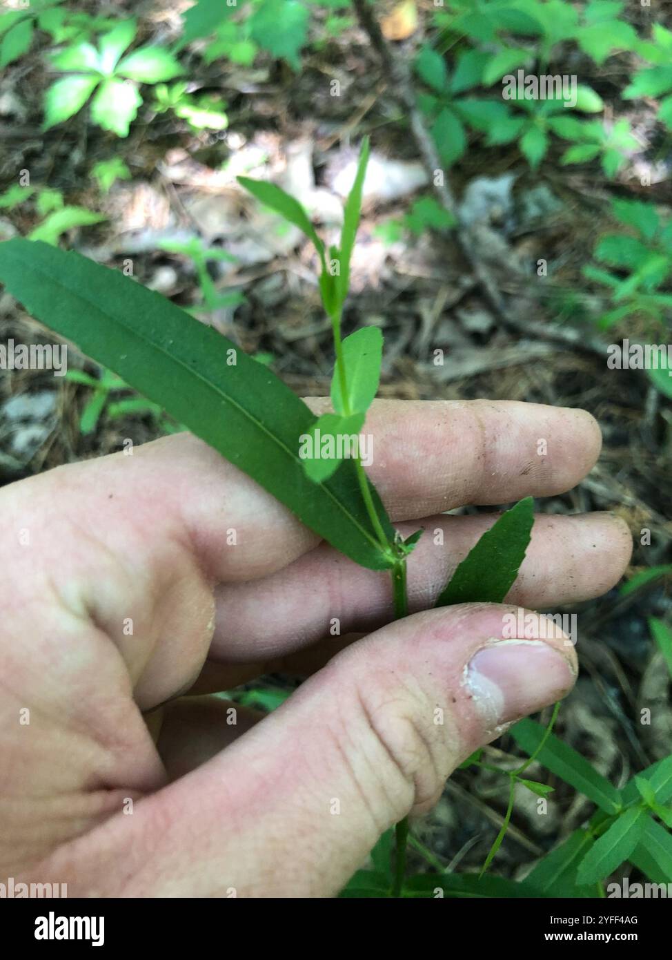 clammy hedge-hyssop (Gratiola neglecta Stock Photo - Alamy
