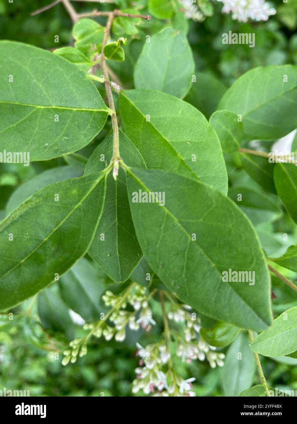 Chinese privet (Ligustrum sinense Stock Photo - Alamy