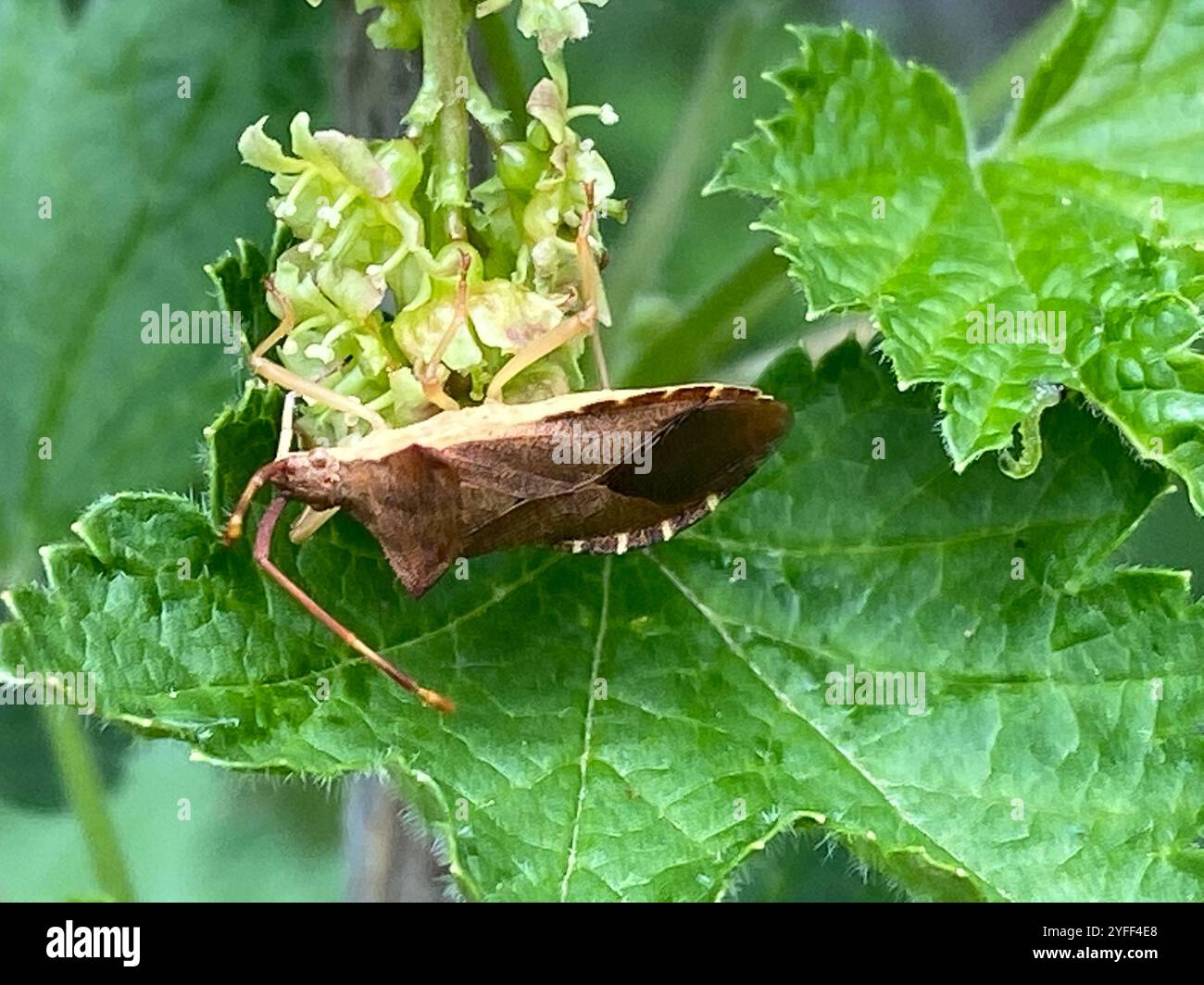 Box Bug (Gonocerus acuteangulatus Stock Photo - Alamy