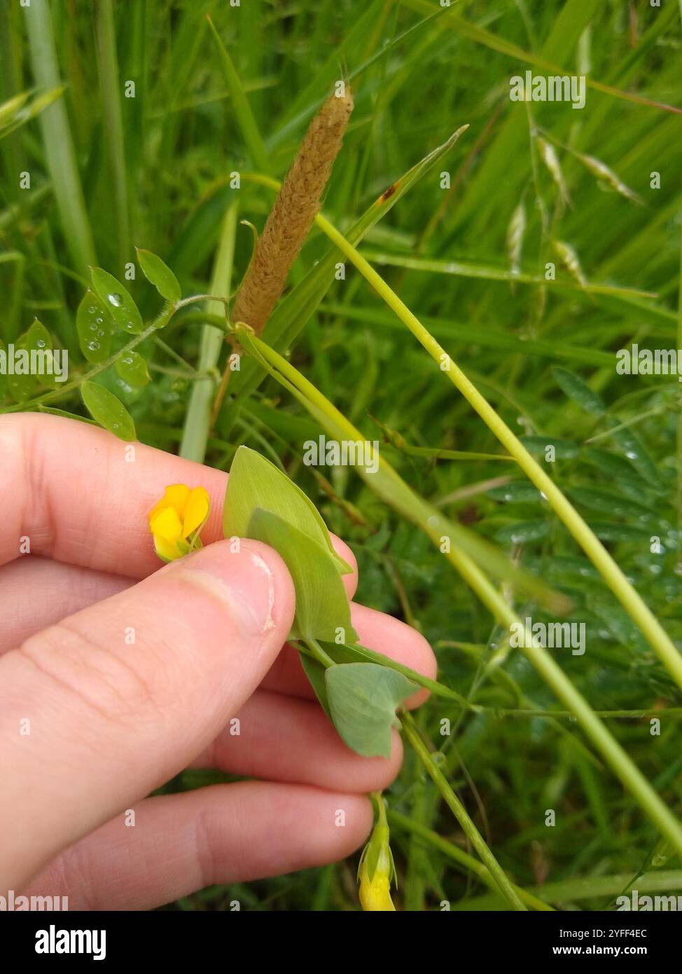 Yellow vetchling lathyrus aphaca hi-res stock photography and images ...