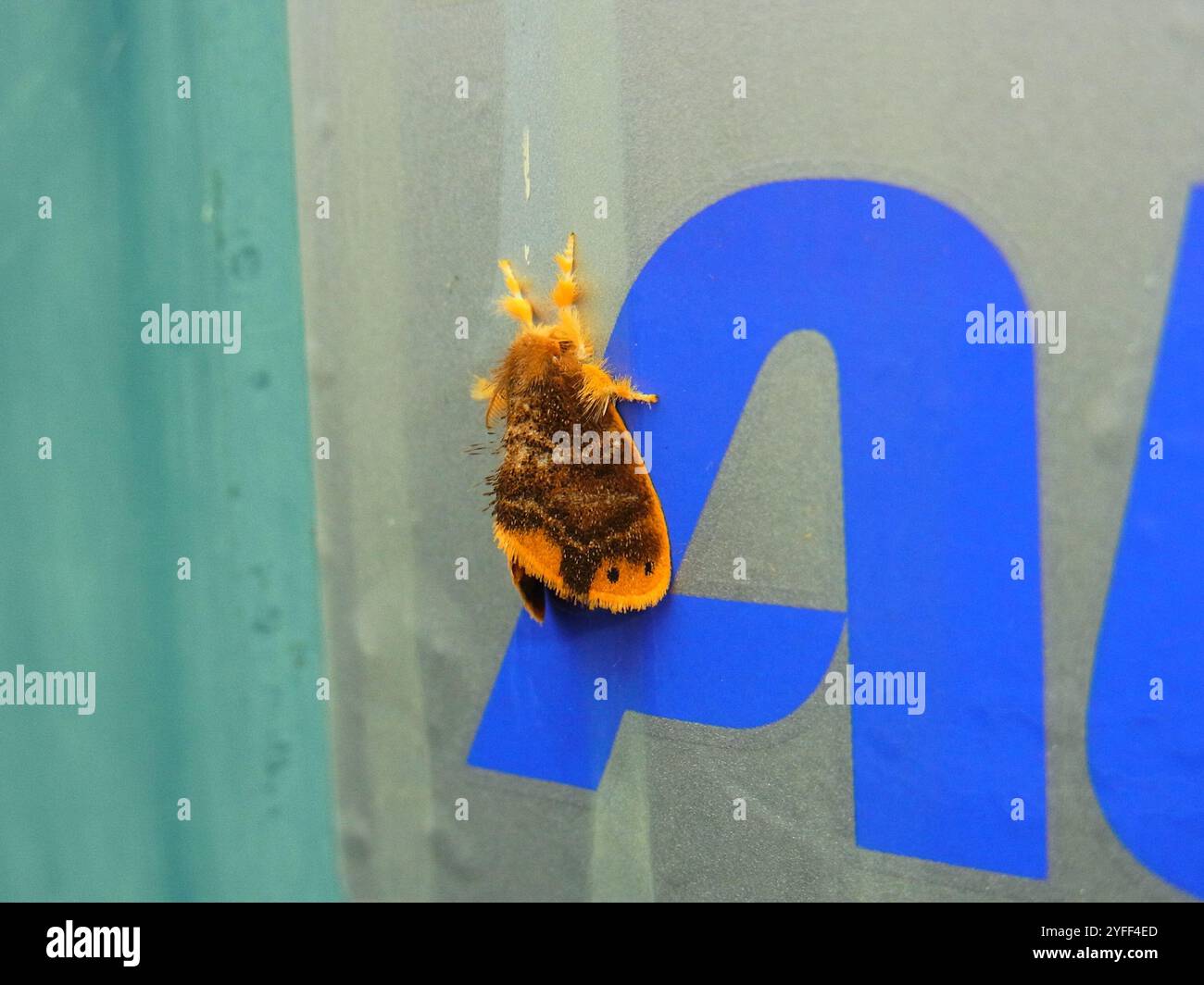 Tea tussock moth (Arna pseudoconspersa Stock Photo - Alamy