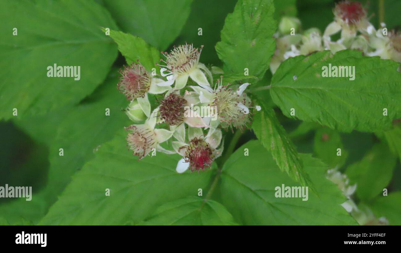 black raspberry (Rubus occidentalis Stock Photo - Alamy