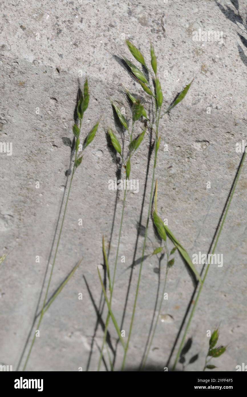 common soft brome (Bromus hordeaceus Stock Photo - Alamy