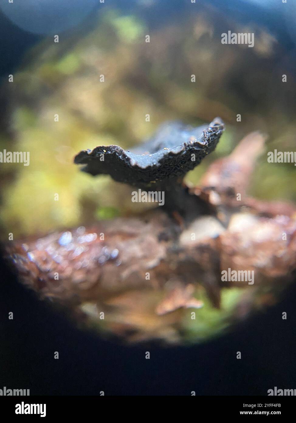 Plectania hi-res stock photography and images - Alamy