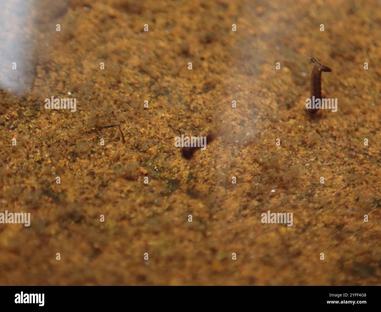 Culicine mosquitoes hi-res stock photography and images - Alamy