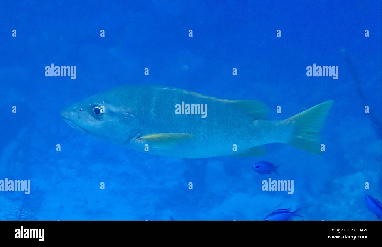 Schoolmaster Snapper (Lutjanus apodus Stock Photo - Alamy