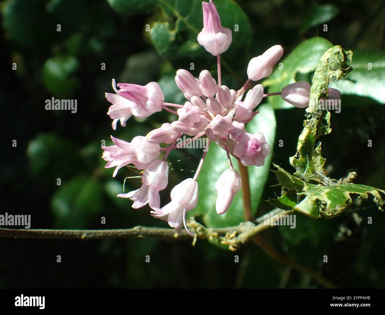 twining snakelily (Dichelostemma volubile Stock Photo - Alamy