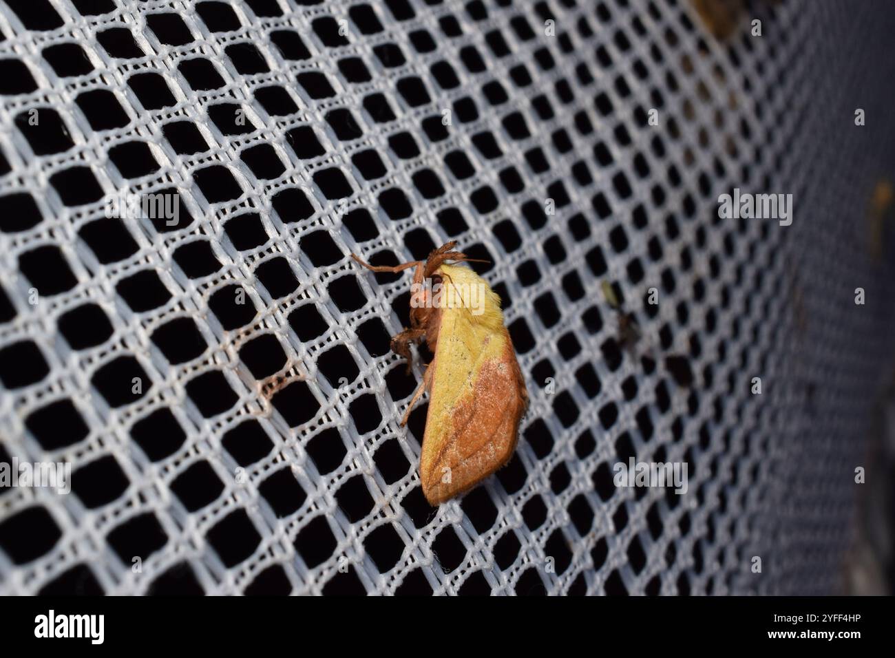 Monema flavescens hi-res stock photography and images - Alamy