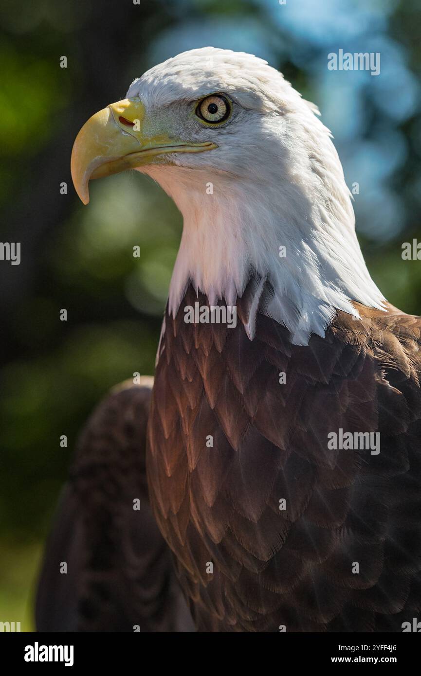 American Bald Eagle (Haliaeetus leucocephalus) Profile Smooth Top of ...