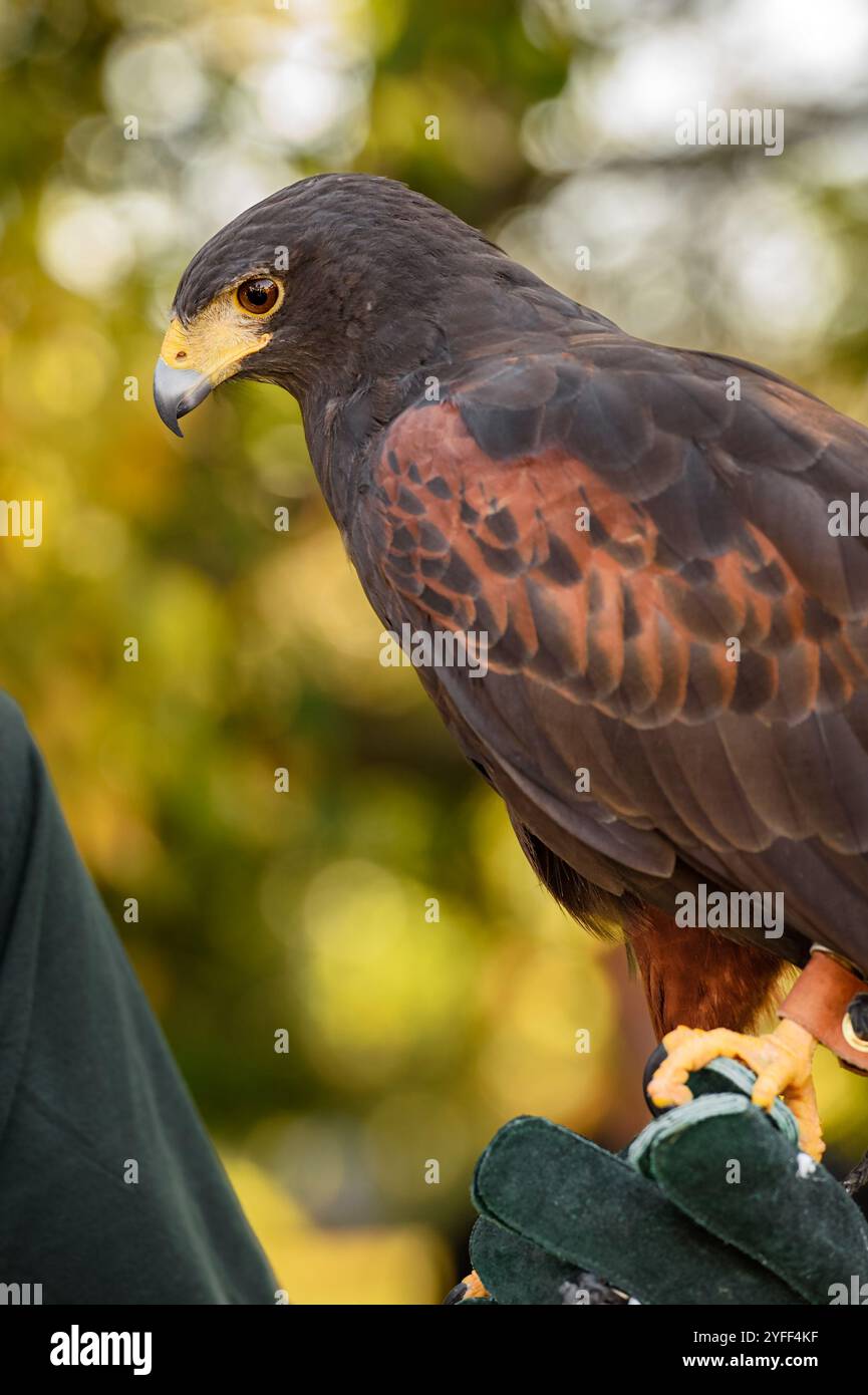 Harris Hawk ( Parabuteo unicinctus) Stands On Handler's Fist - captive ...