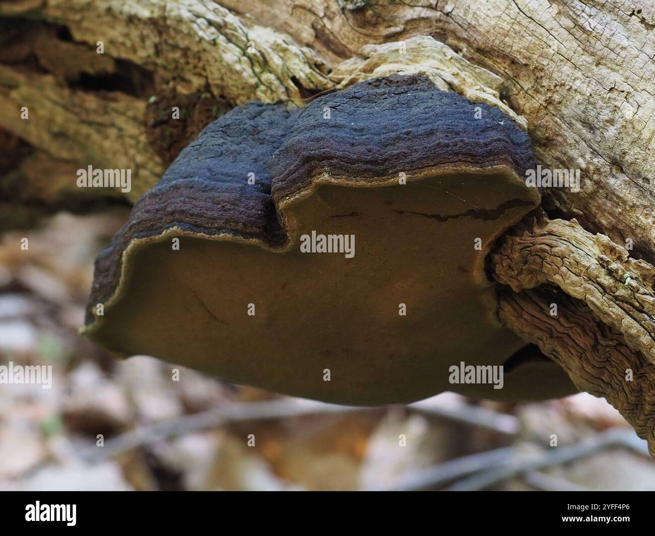 Cracked Cap Polypore (Fulvifomes robiniae Stock Photo - Alamy