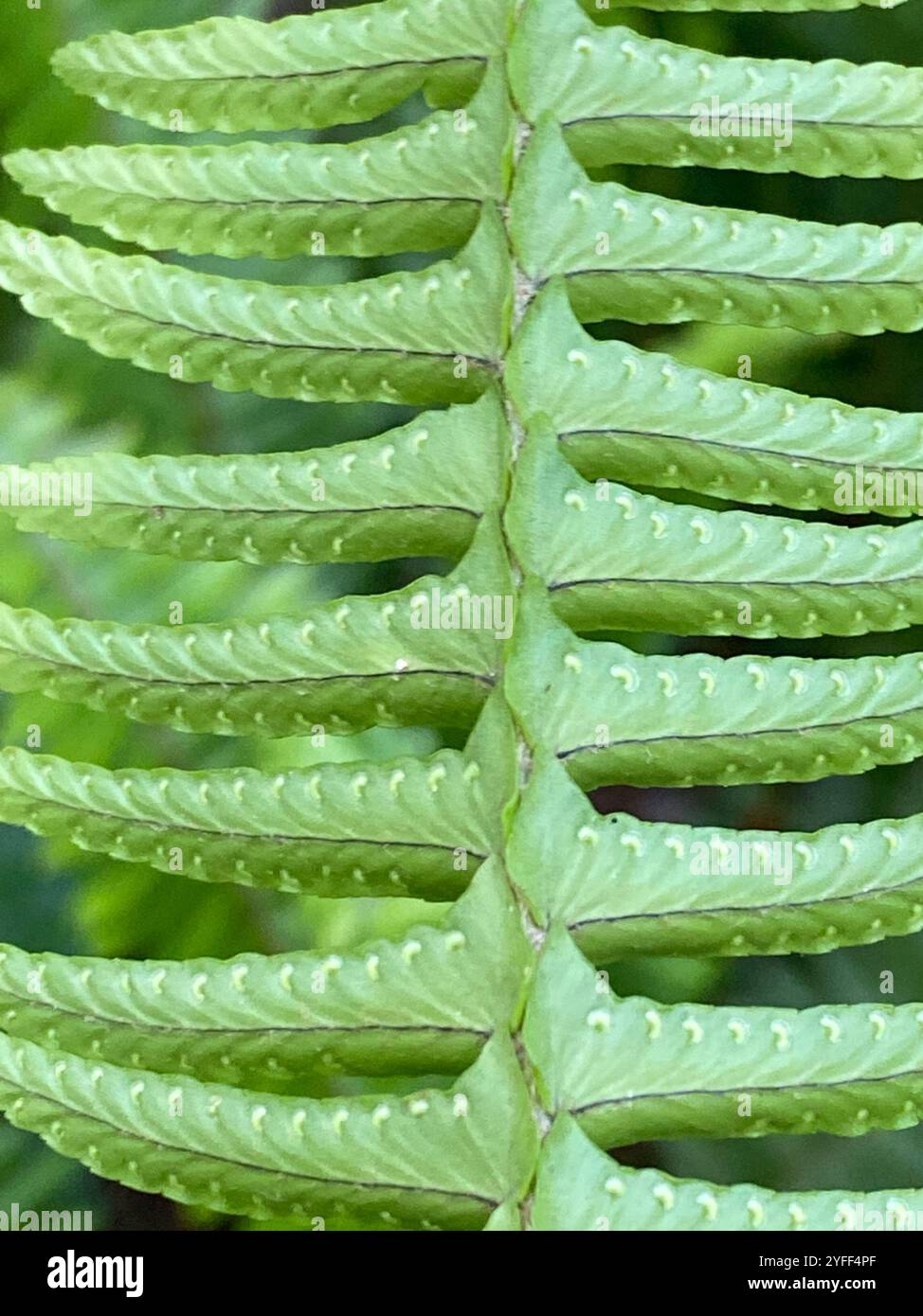Fishbone Fern (Nephrolepis cordifolia Stock Photo - Alamy